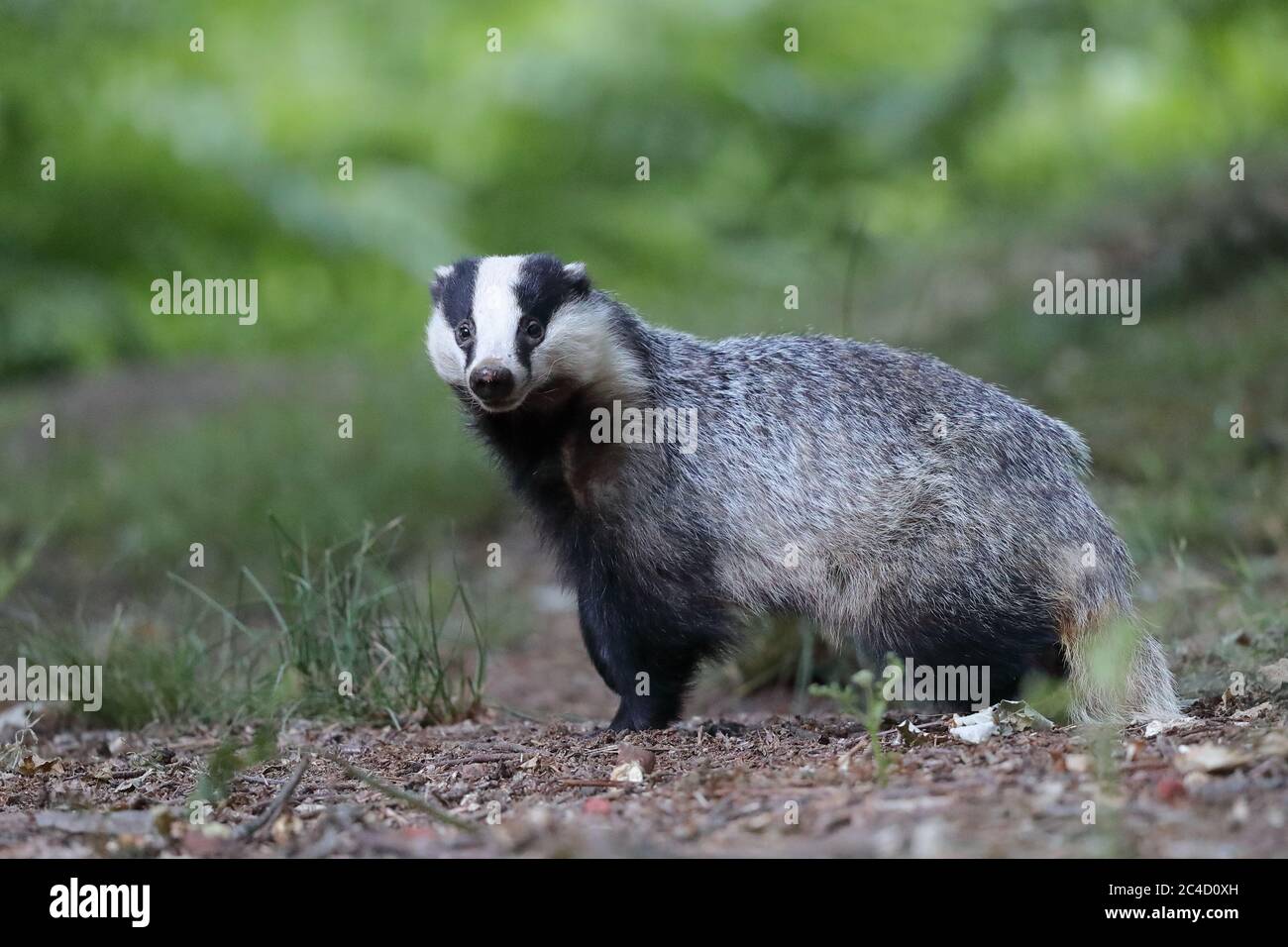 The European badger also known as the Eurasian badger, is a badger ...