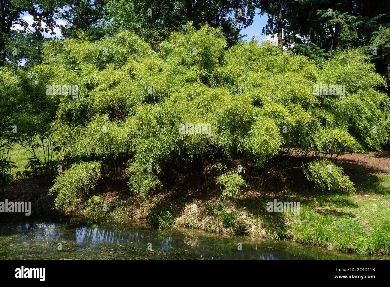 Bamboo use hi-res stock photography and images - Alamy