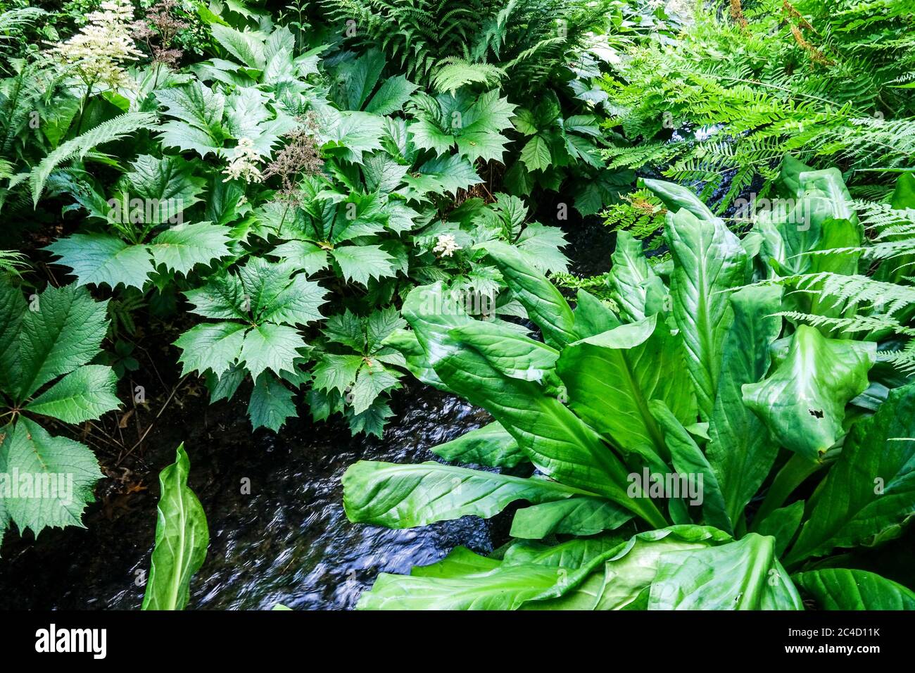 Shade garden scene plants at stream bank, Rodgersia skunk cabbage fern ...