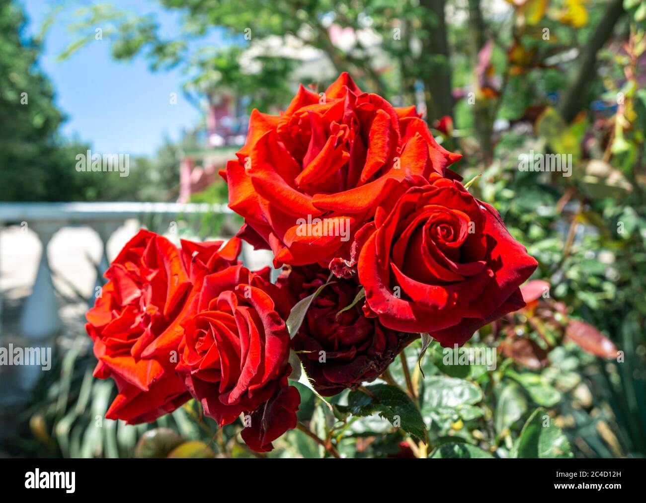 Garden red roses hi-res stock photography and images - Alamy