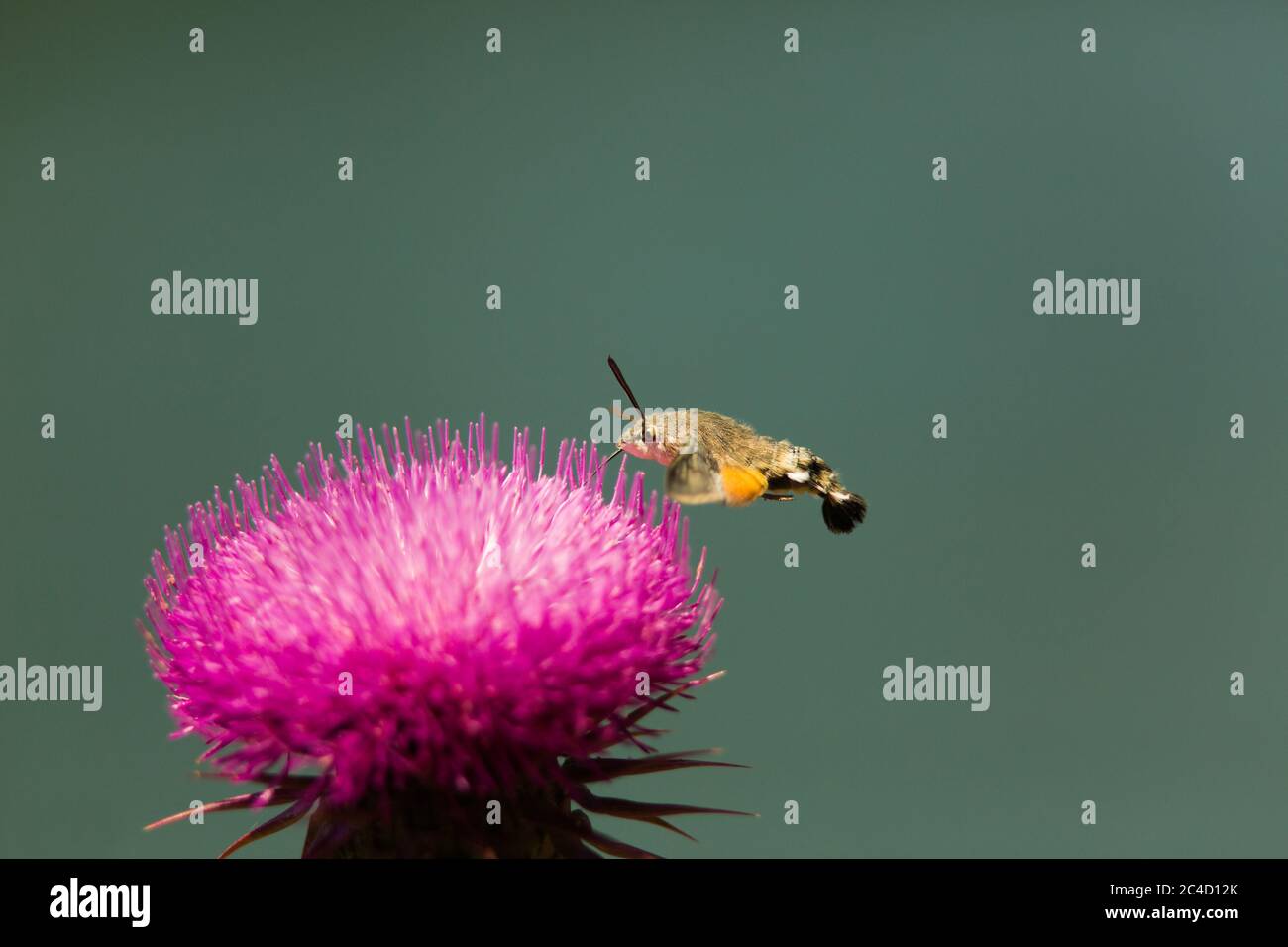 Mary moth hi-res stock photography and images - Alamy