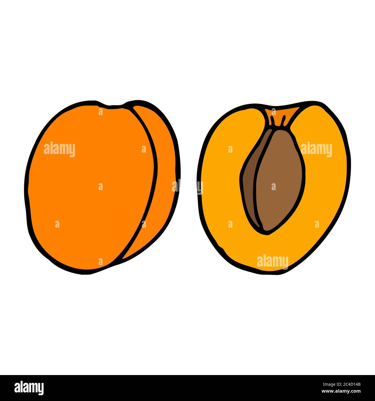 Apricot with kernel. Hand drawn outline doodle icon. Colorful isolated ...