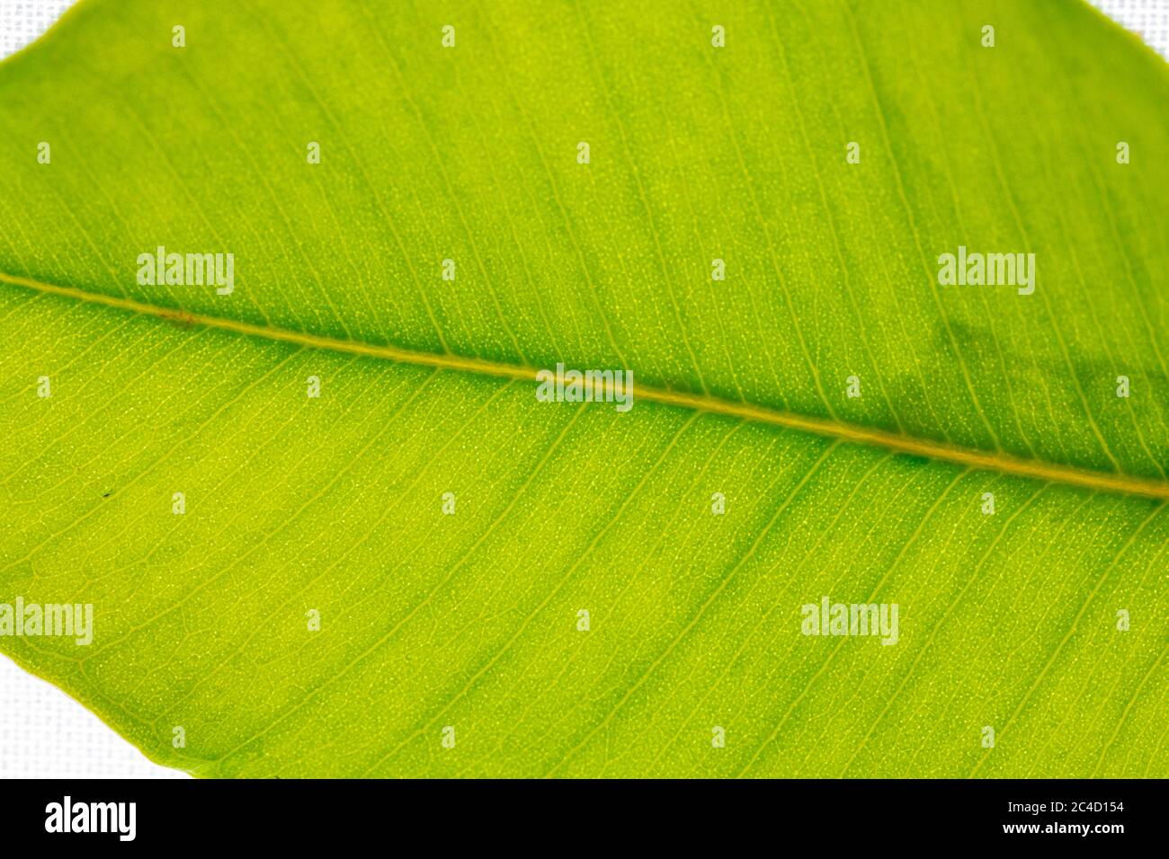 Green plant leaf view through a microscope Stock Photo - Alamy