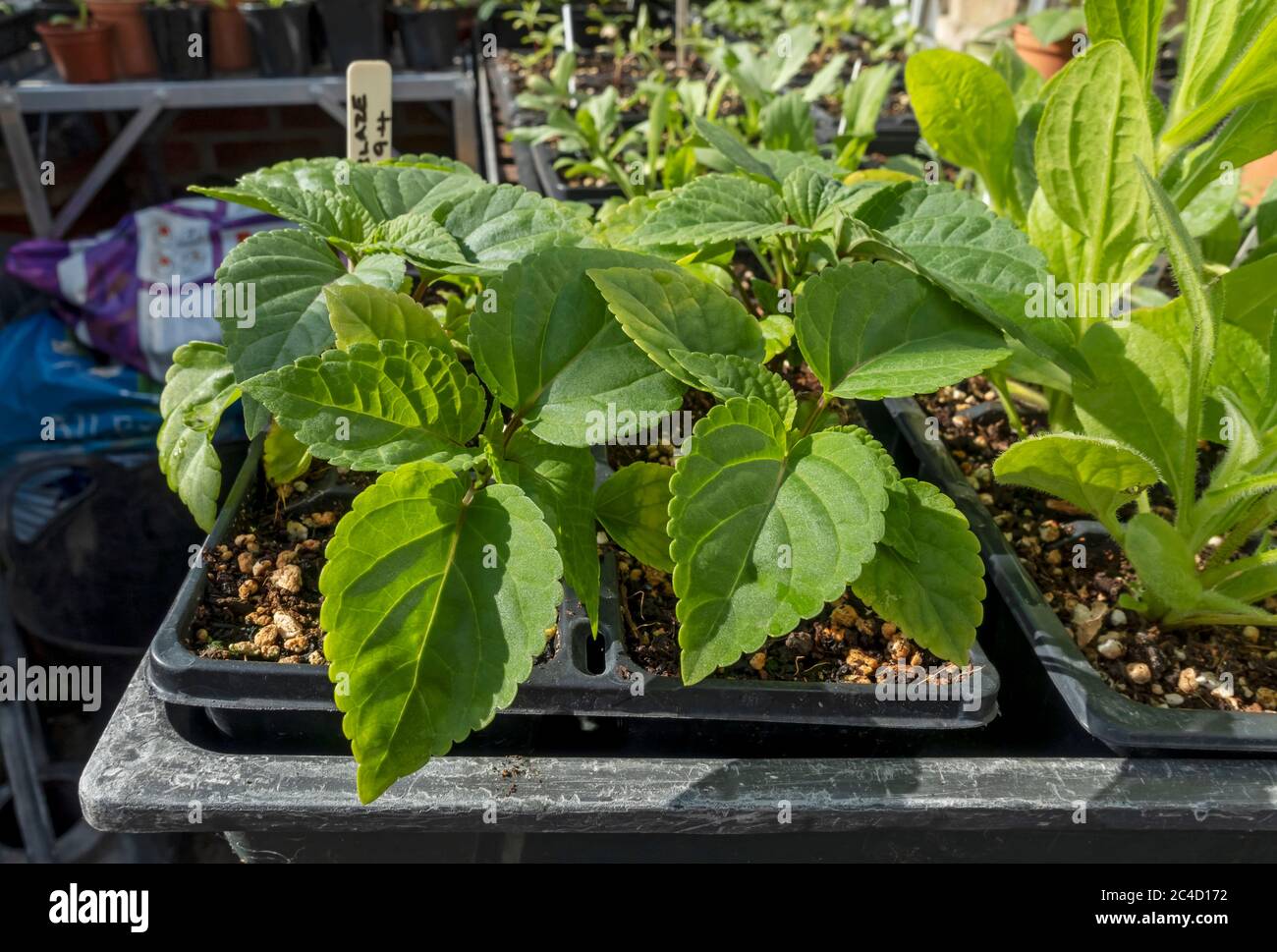 Garden plant flower salvias hi-res stock photography and images - Alamy