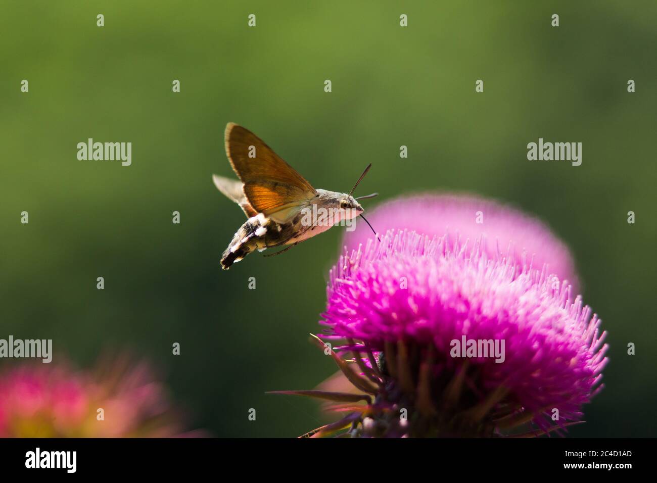 Mediterranean Hawk Moth High Resolution Stock Photography and Images ...