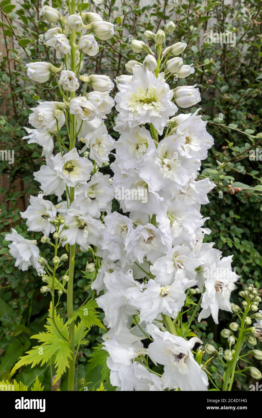 Delphinium garden white hi-res stock photography and images - Alamy