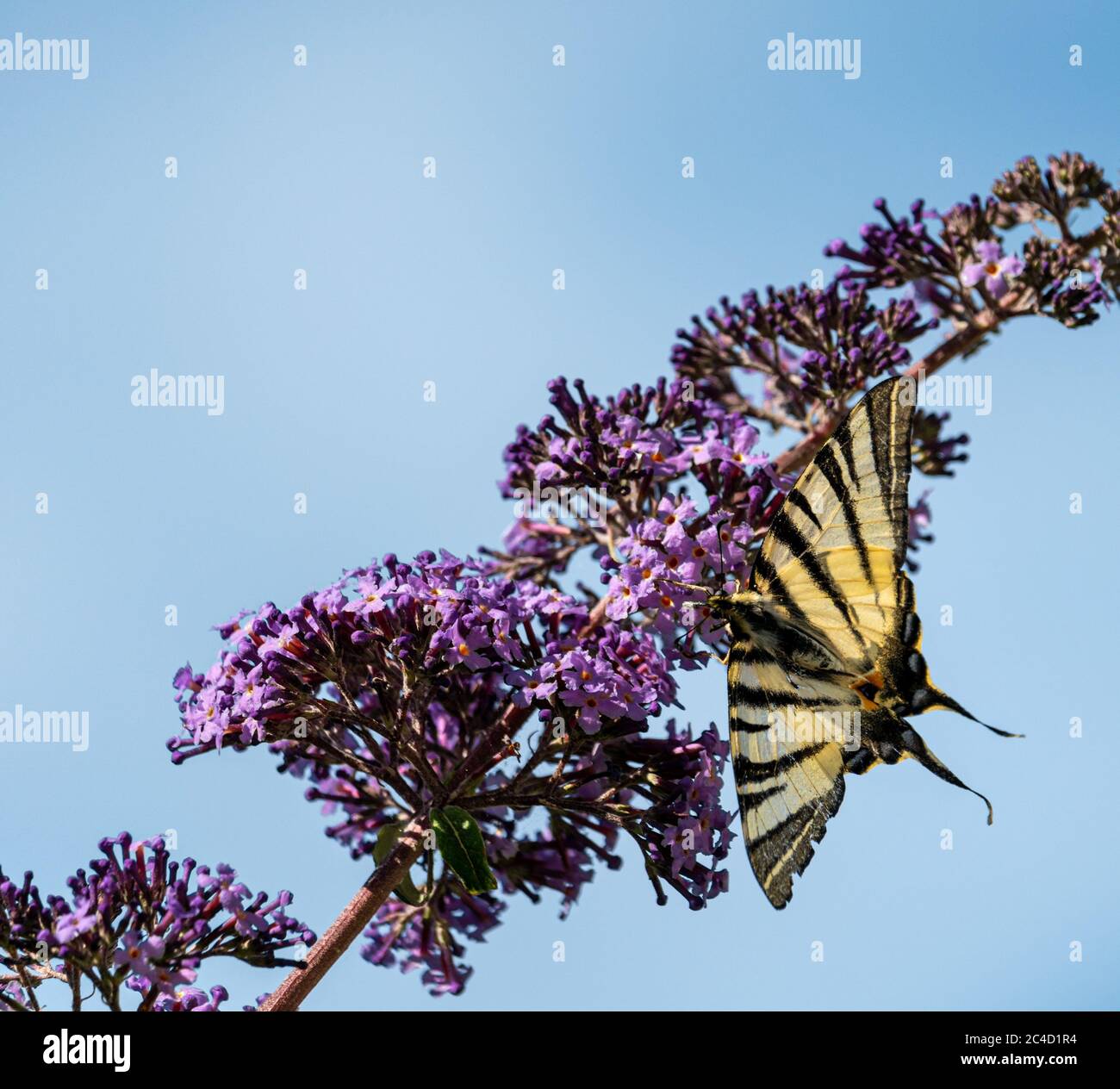 Banded purple wing butterfly hi-res stock photography and images - Alamy