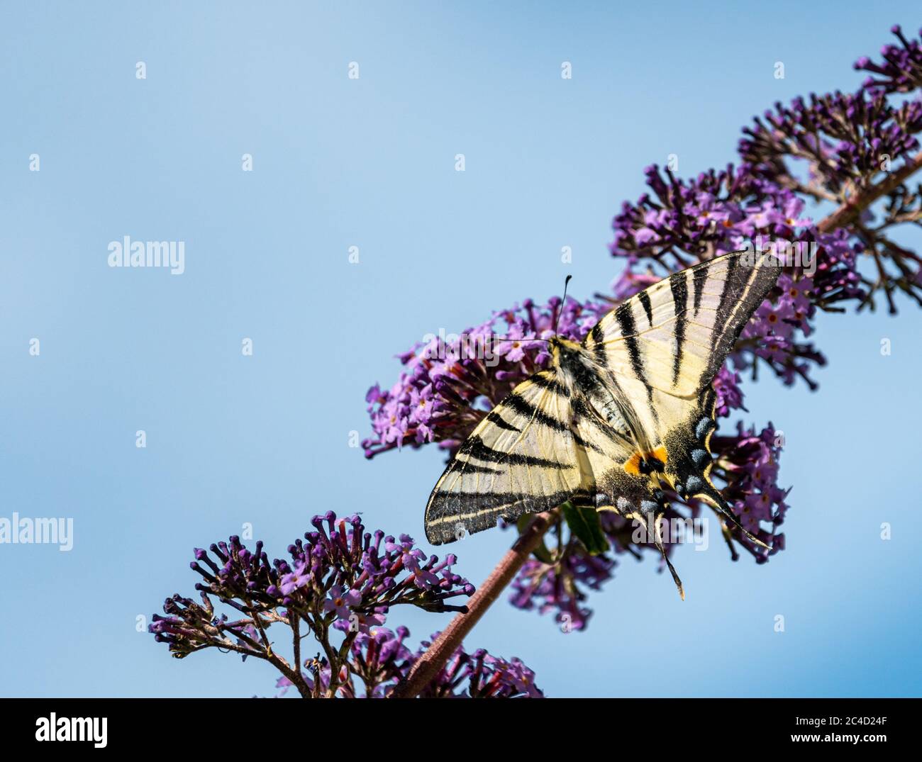 Banded purple wing butterfly hi-res stock photography and images - Alamy
