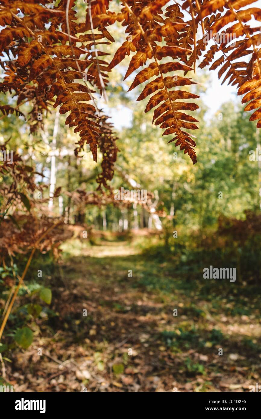 Autumn fern hi-res stock photography and images - Alamy