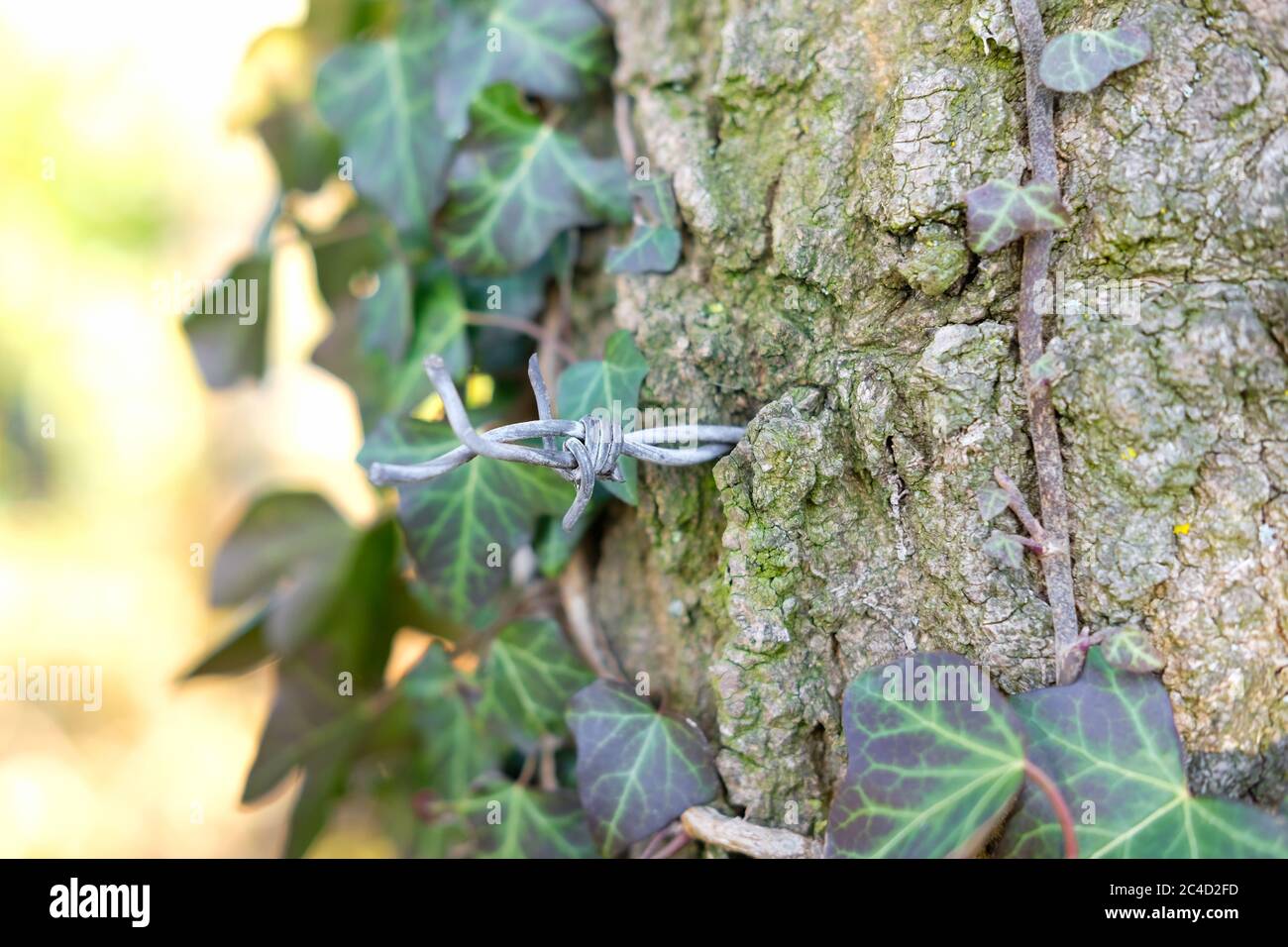 Barbed Wire And Tree High Resolution Stock Photography and Images - Alamy