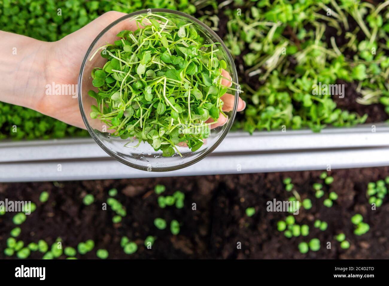 microgreen or Sprouts are raw living sprout vegetables germinated from ...