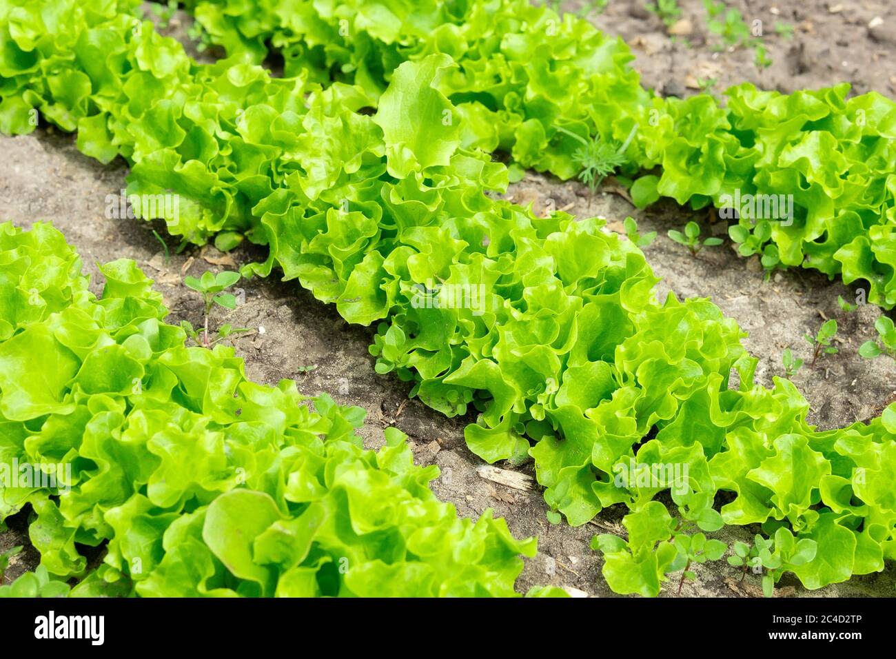 Organic green lettuce plants or salad vegetable cultivation. Concept of ...