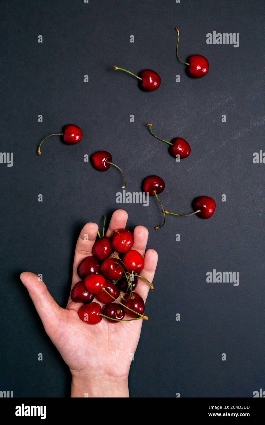 man hands with red cherries on dark background. Flat lay. Top view ...