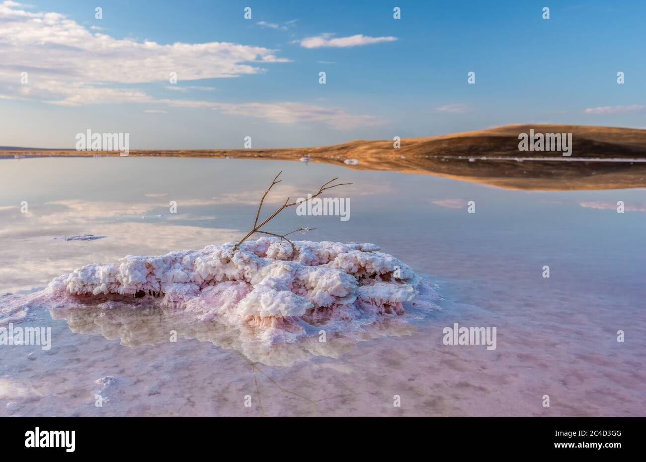 Brine and salt of a pink lake Koyash colored by microalgae Dunaliella ...