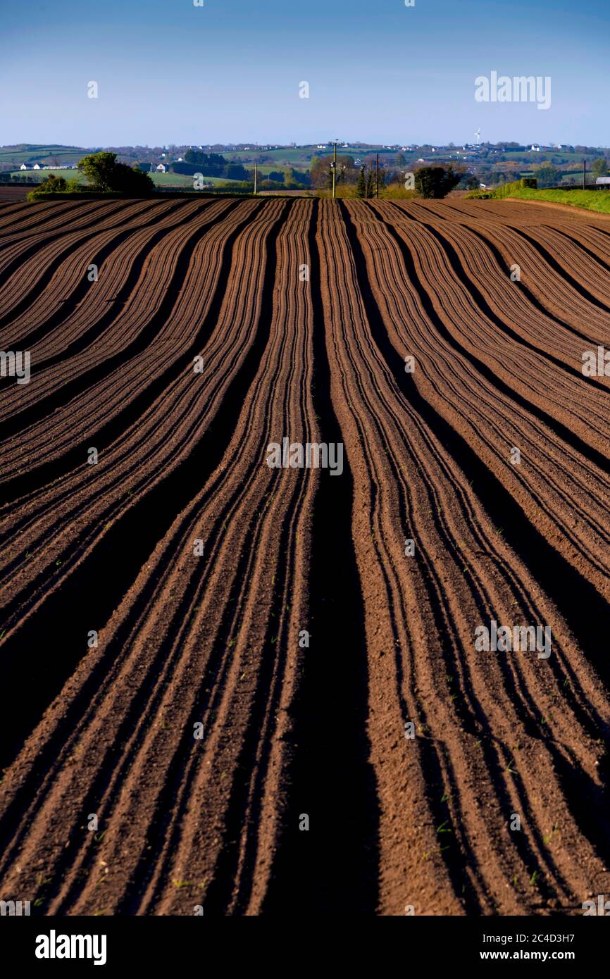 Spring cabbage planting , Comber , Co. Down Stock Photo - Alamy