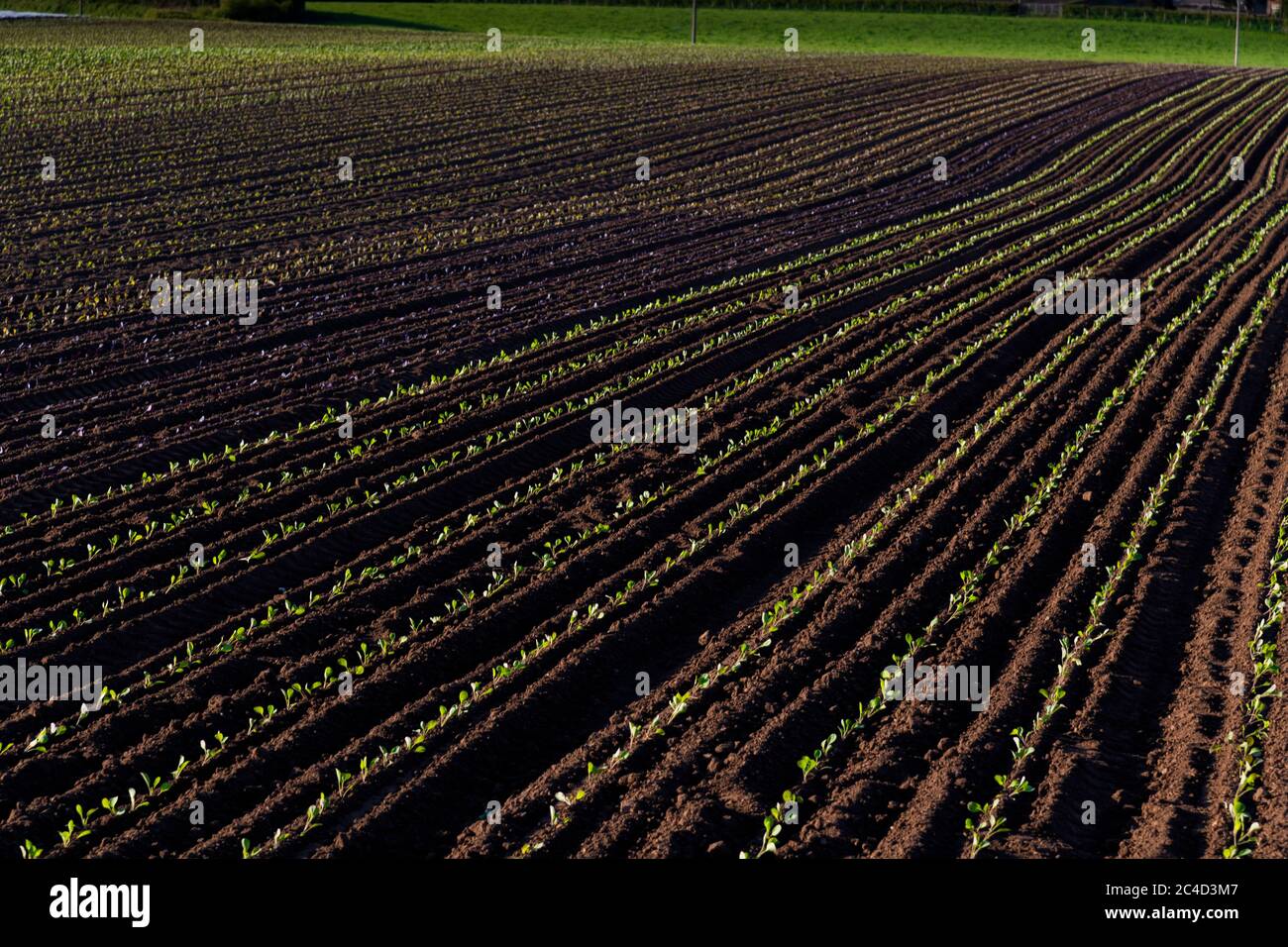 Spring cabbage planting , Comber , Co. Down Stock Photo - Alamy