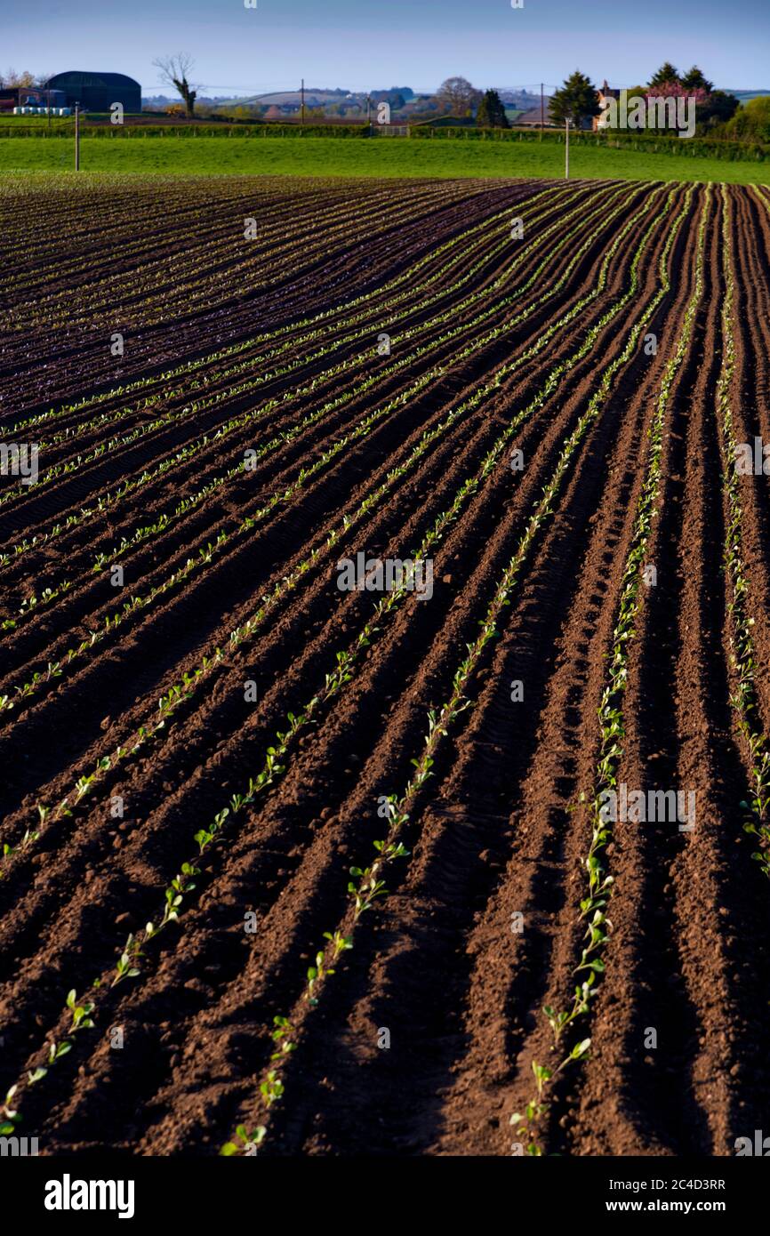 Spring cabbage planting , Comber , Co. Down Stock Photo - Alamy