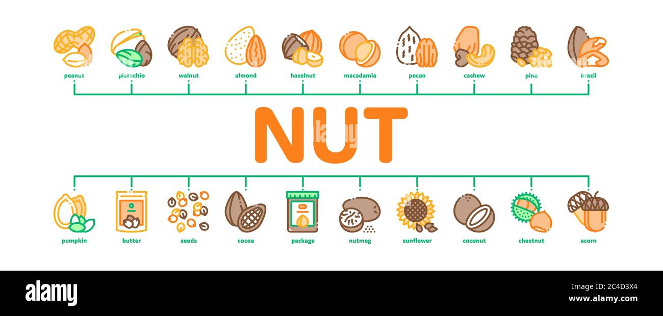 Nut Food Different Minimal Infographic Banner Vector Stock Vector Image ...