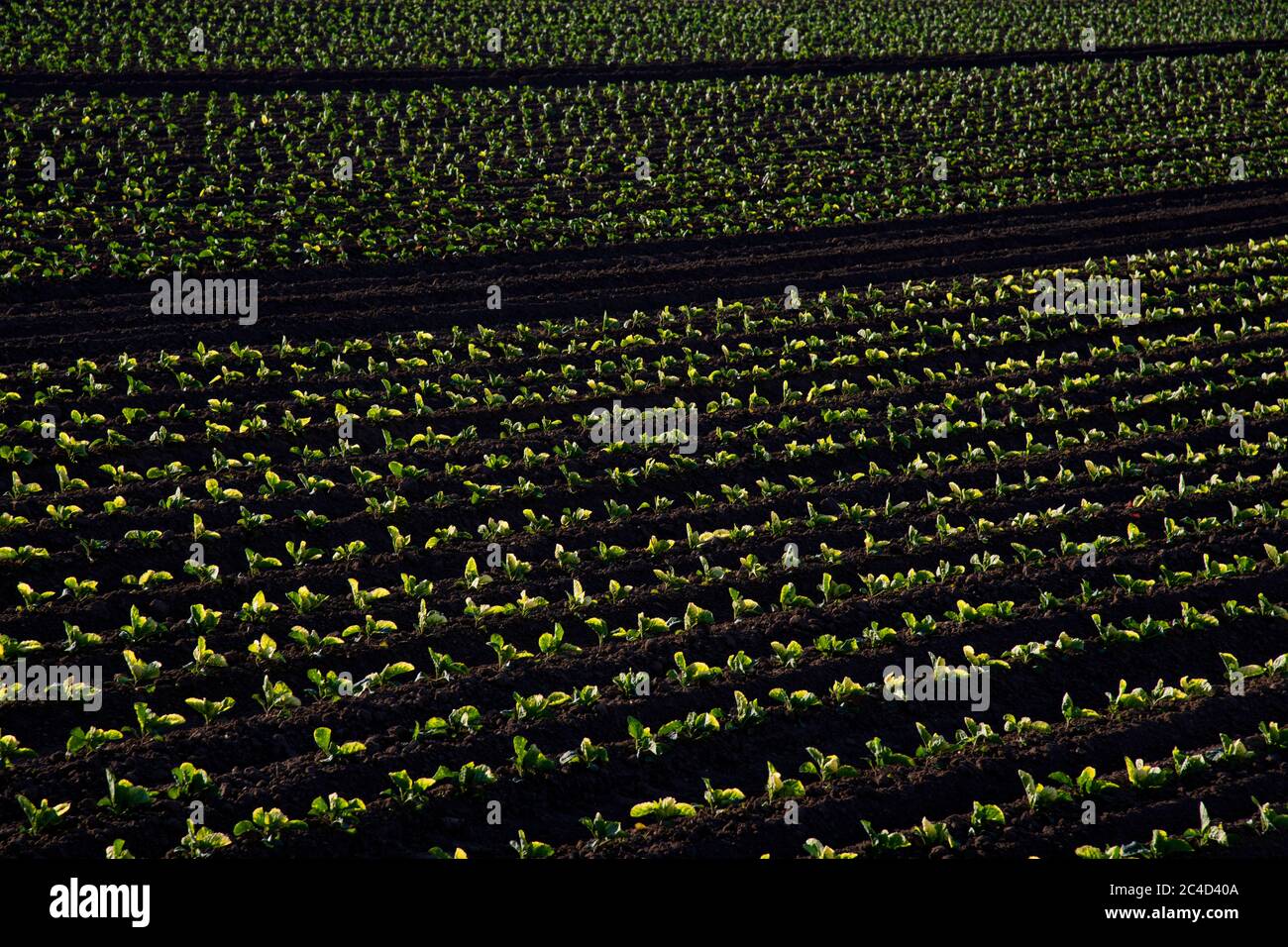 Spring cabbage planting , Comber , Co. Down Stock Photo - Alamy