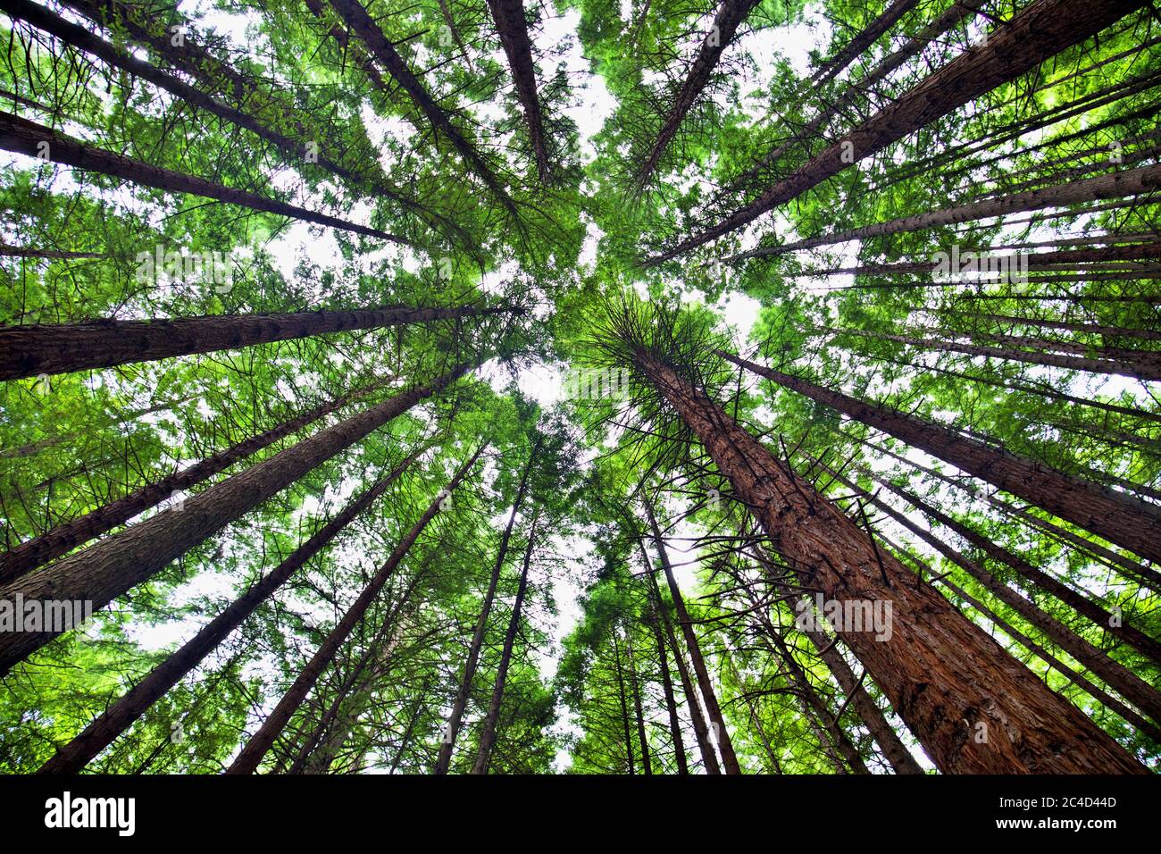 Redwood trees in New Zealand Stock Photo - Alamy