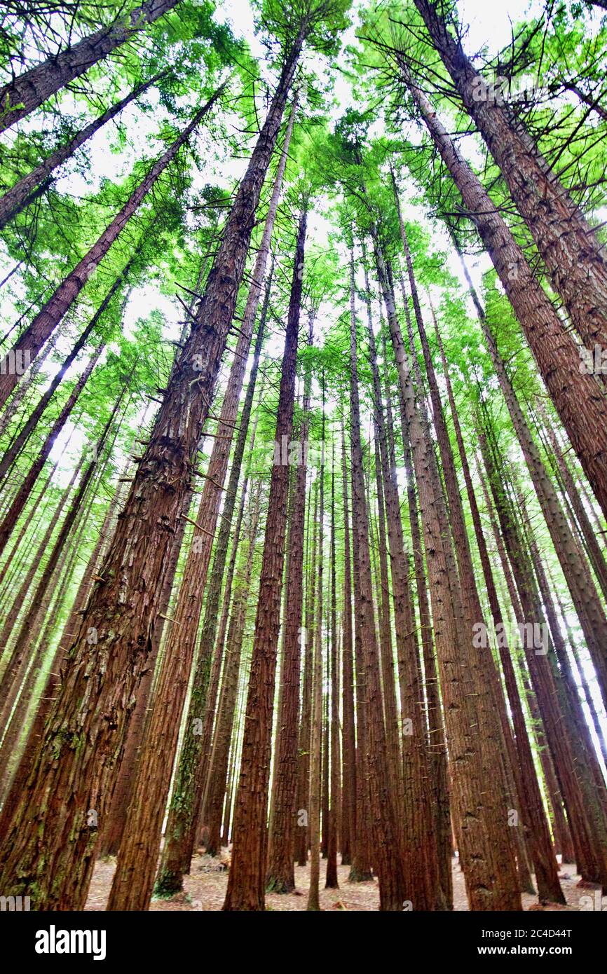 Redwood trees in New Zealand Stock Photo - Alamy