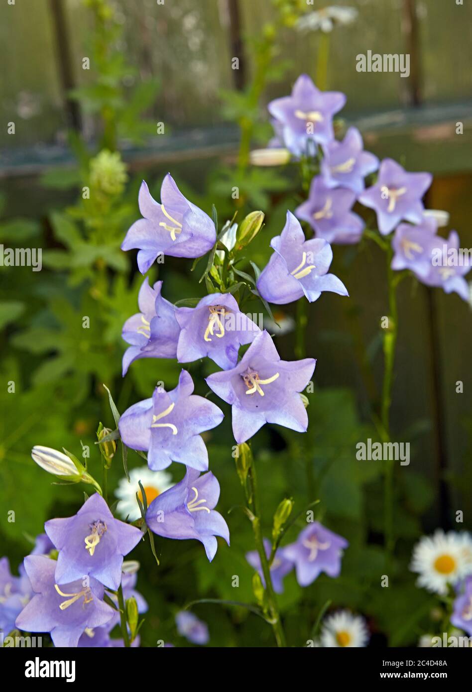 Blue harebells hi-res stock photography and images - Alamy