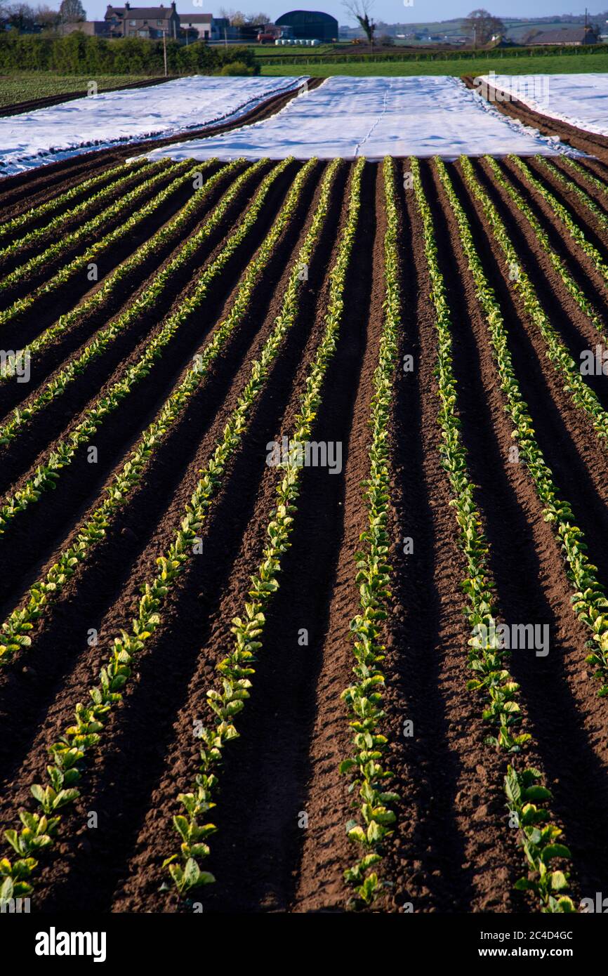 Spring cabbage planting , Comber , Co. Down Stock Photo - Alamy
