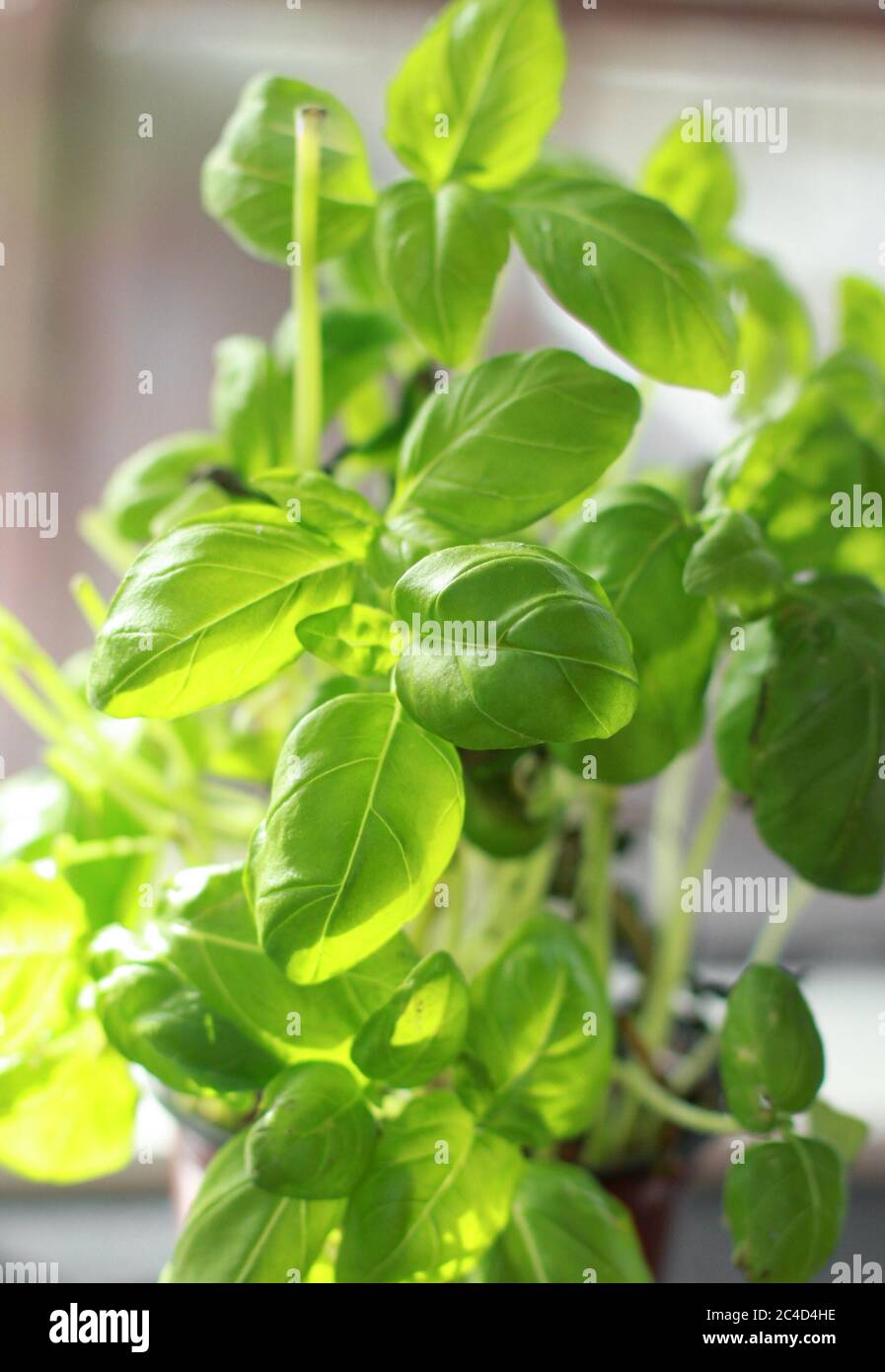 Vertical closeup shot of basil herb leaves Stock Photo - Alamy
