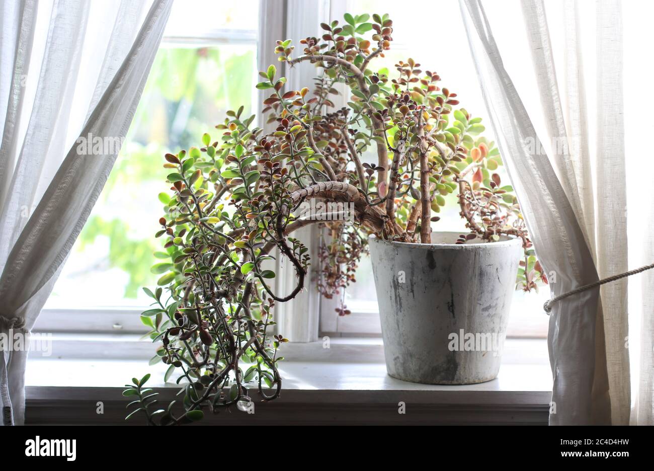 Jade plant, also known as "money plant" by a window Stock Photo - Alamy
