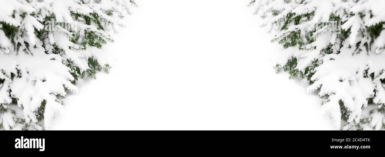 Green fir branches covered by snow on white background isolated closeup ...