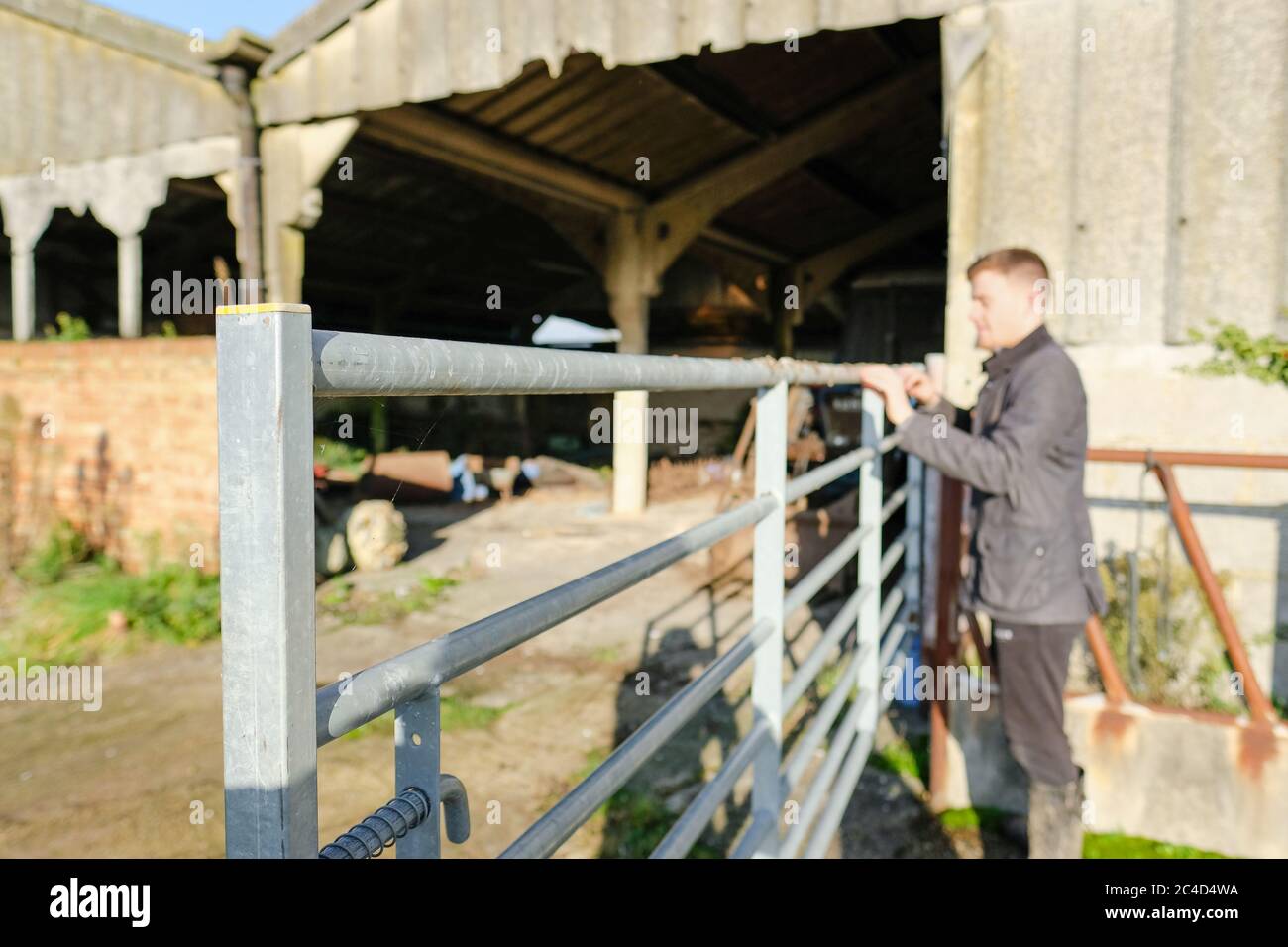 Shallow focus of a large metal gate at the entrance to a cow shed. A ...