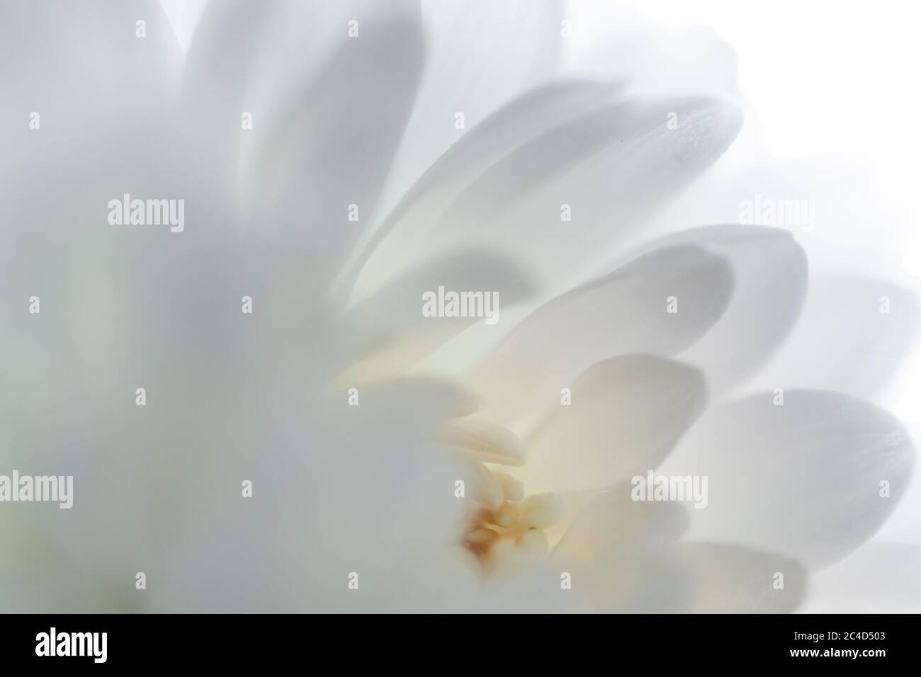 Macro photograph of a white chrysanthemum flower. The white petals of ...