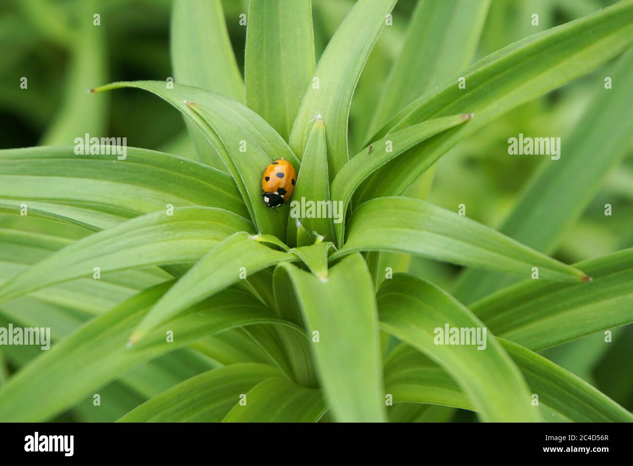 Seven-spotted Ladybug crawling on a plant Stock Photo - Alamy