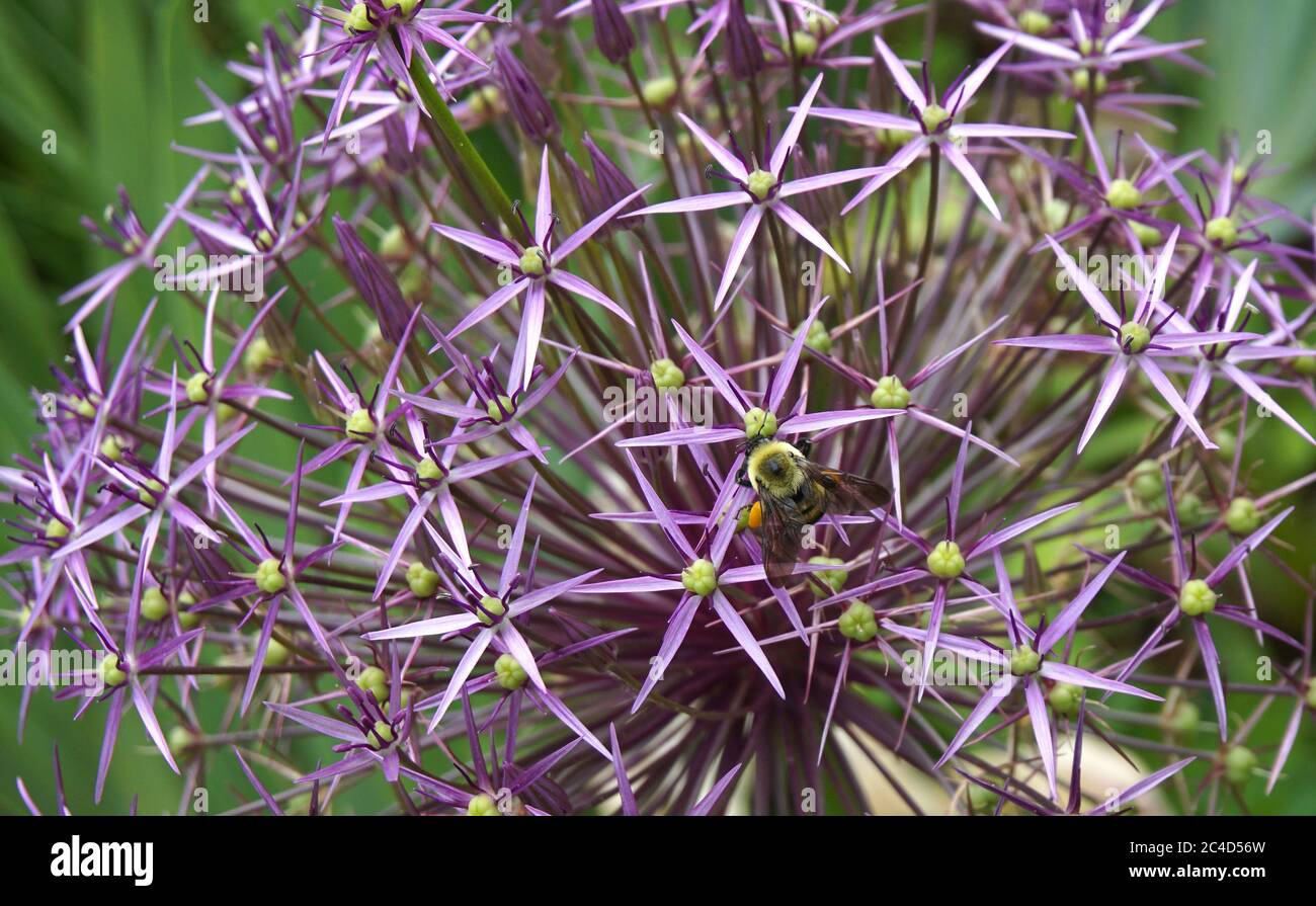 Carpenter Bee collecting pollen on a Star of Persia (Allium christophii ...