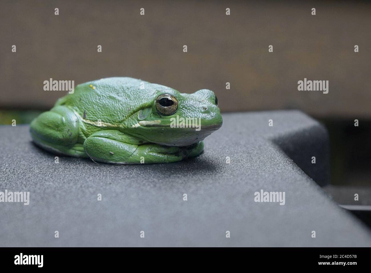 Close up focused on the head of an American Green Tree frog (Dryophytes ...