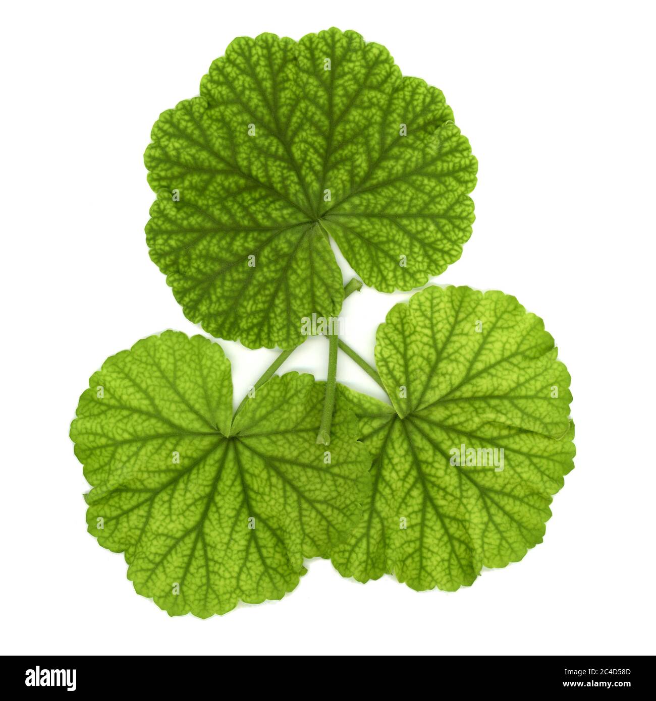 leaf of a geranium aka cranesbill plant (scientific classification ...