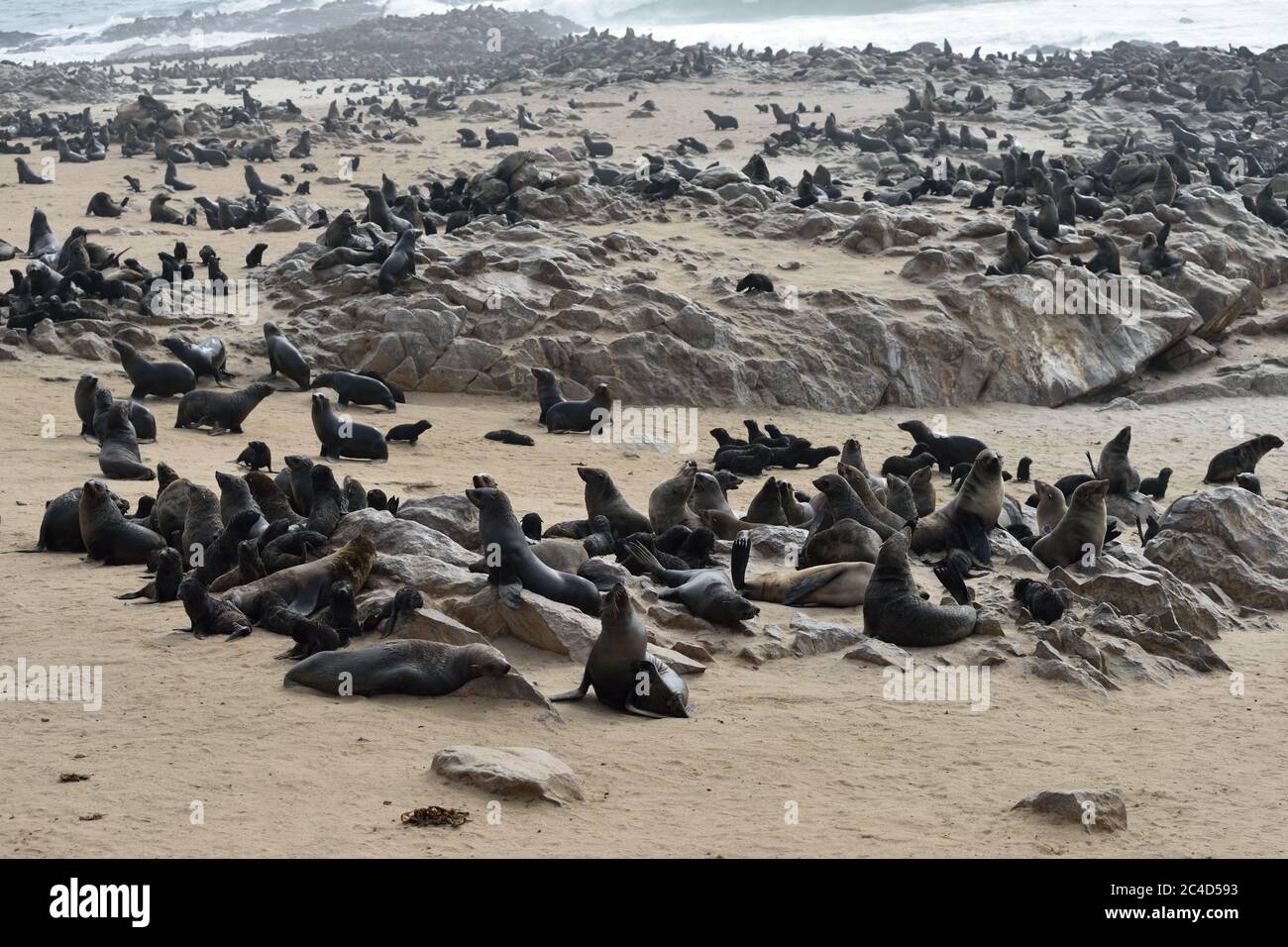 Cape fur seals on the stone coast of Atlantic ocean. Seal colony on the ...