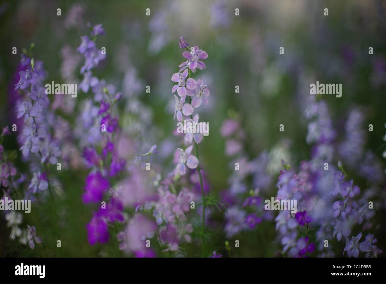 Group wild flowers lupins hi-res stock photography and images - Alamy