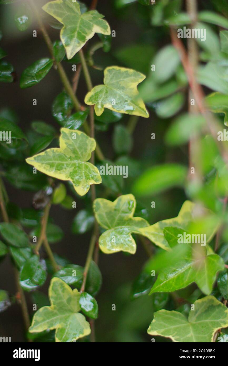 English ivy child hi-res stock photography and images - Alamy