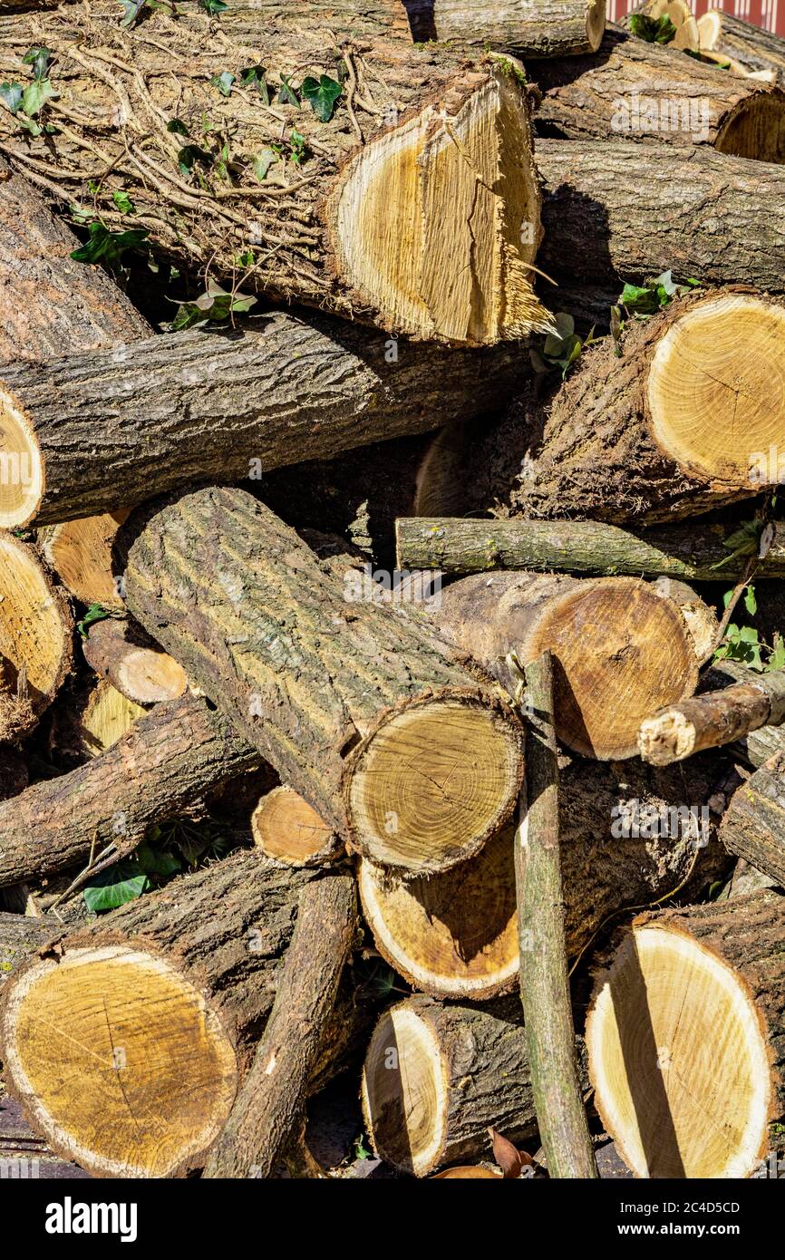 Log of a cut circular trunk, where the tree annual growth rings can be ...