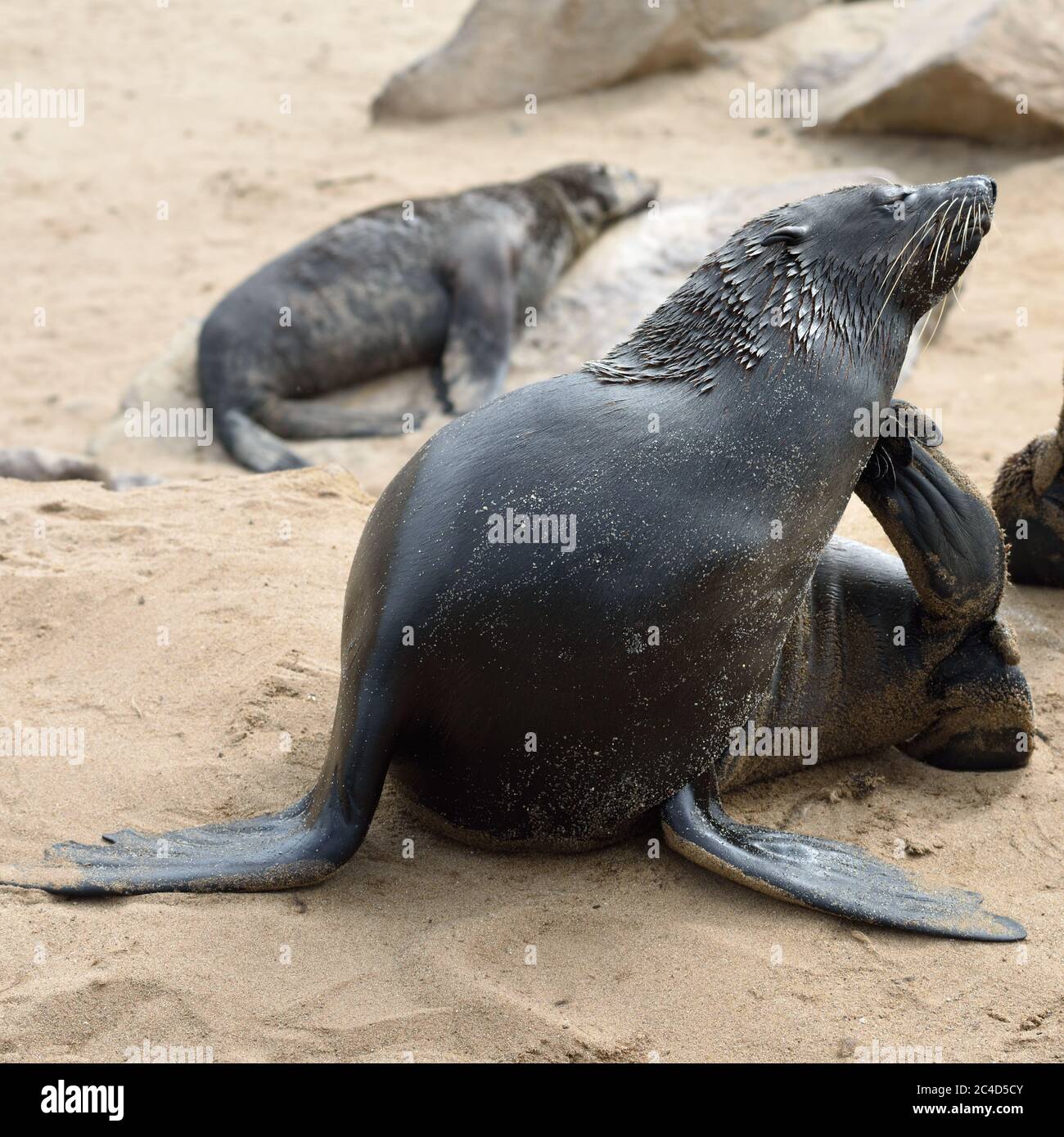 Cape fur seals on the stone coast of Atlantic ocean. Seal colony on the ...