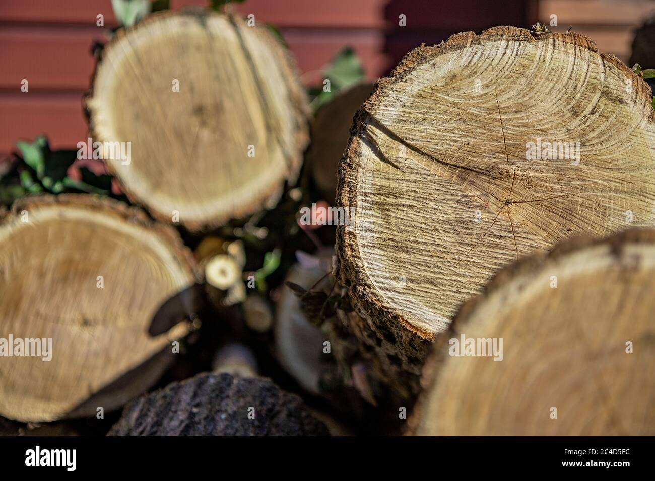 Log of a cut circular trunk, where the tree annual growth rings can be ...