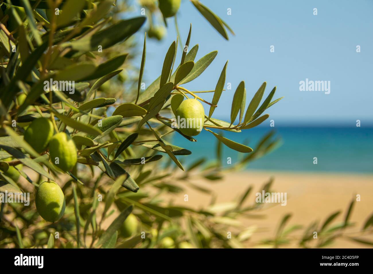 Olive leaf border hi-res stock photography and images - Alamy