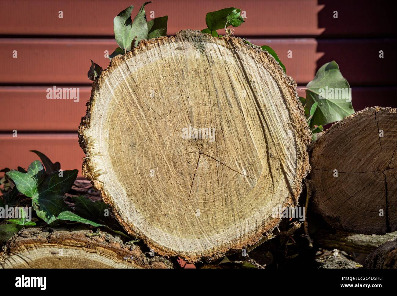 Log of a cut circular trunk, where the tree annual growth rings can be ...