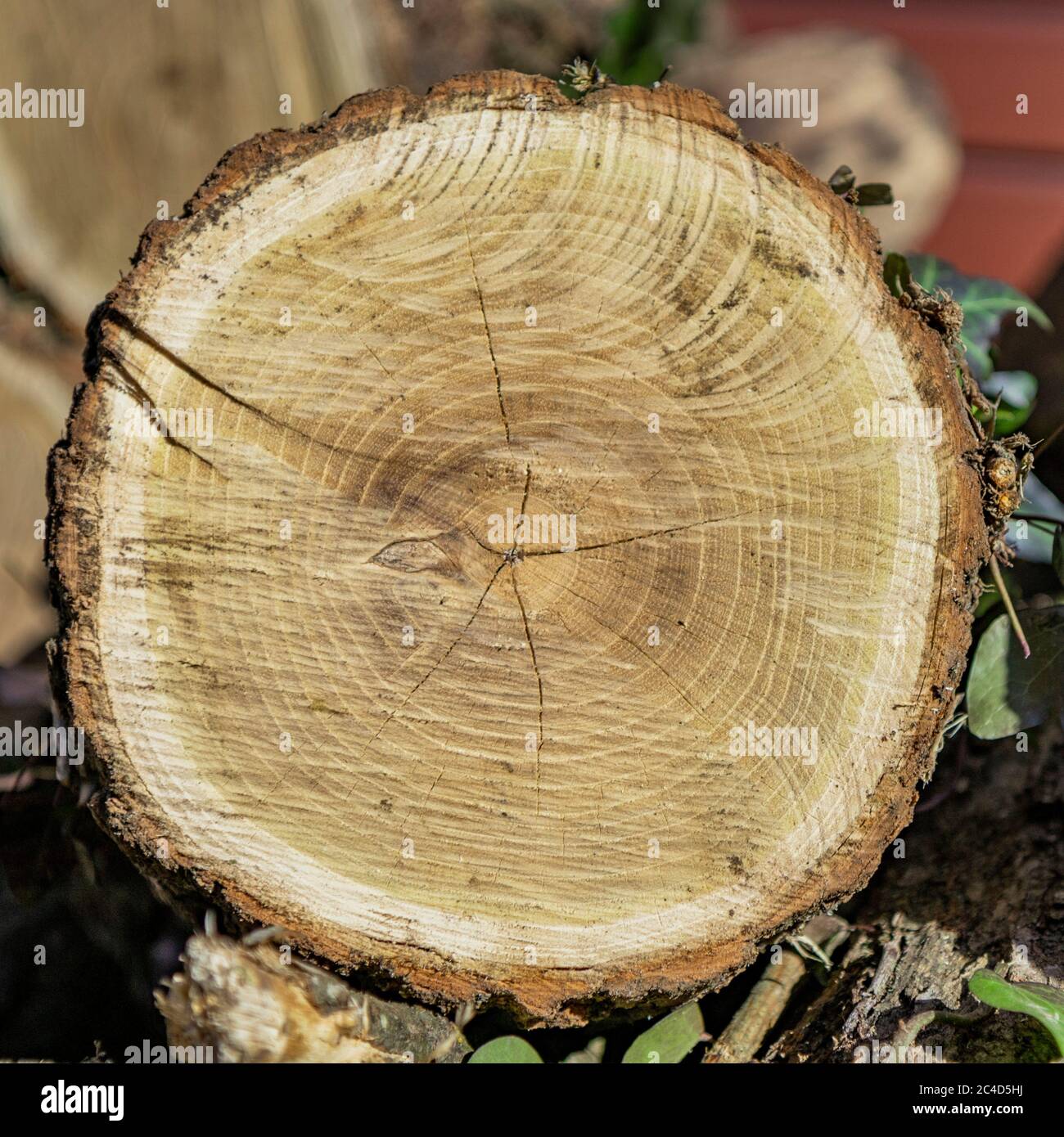 Log of a cut circular trunk, where the tree annual growth rings can be ...