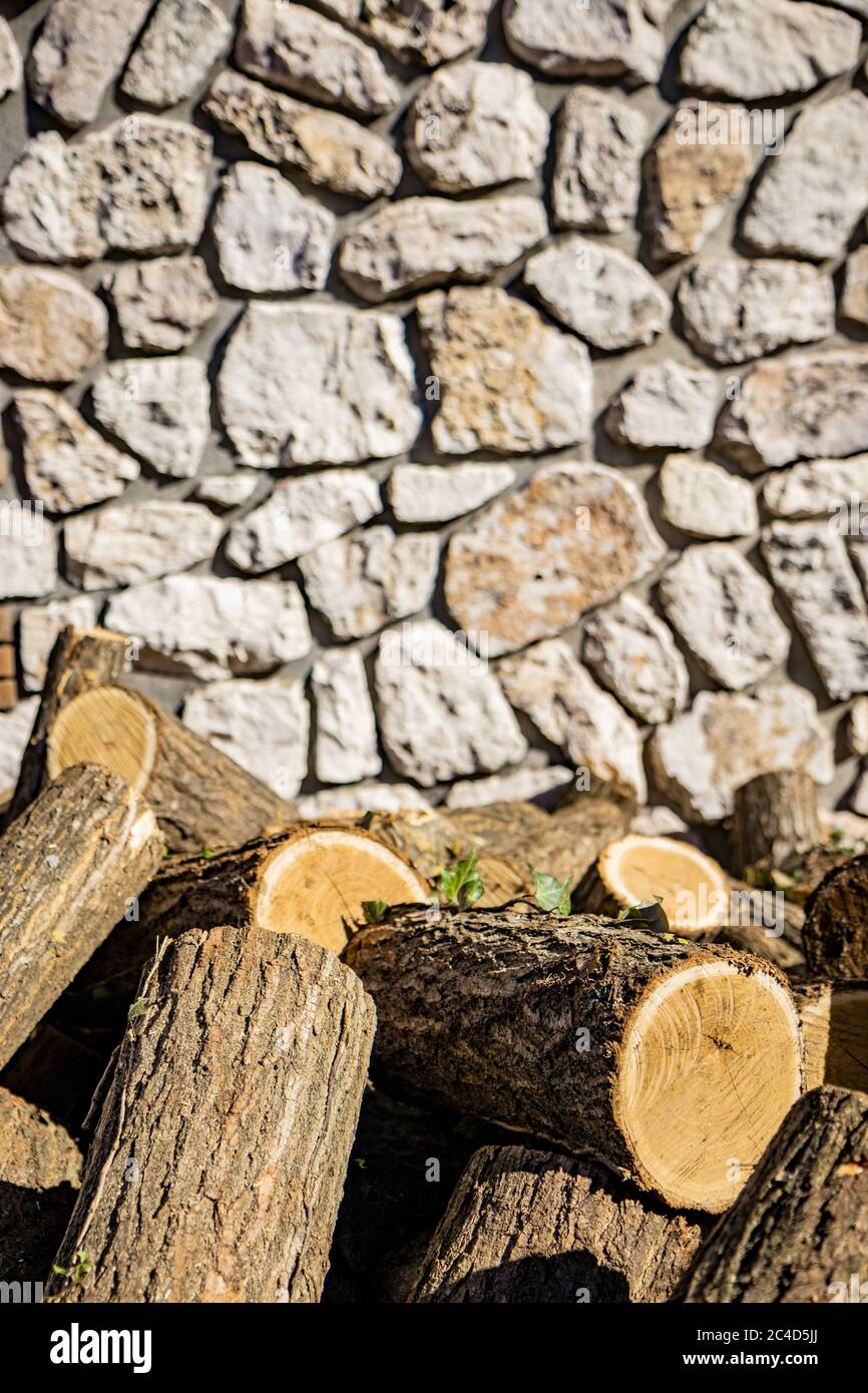 Log of a cut circular trunk, where the tree annual growth rings can be ...