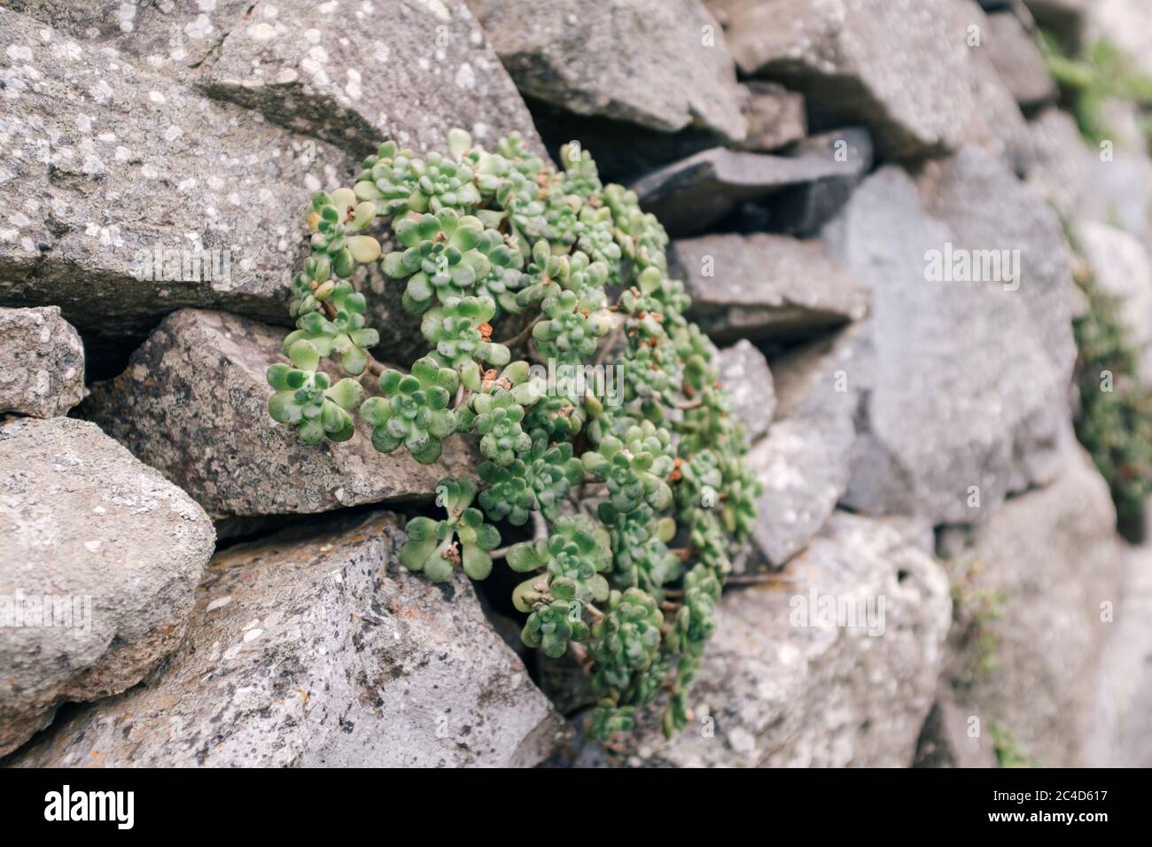 Cactus and succulent desert wall in the mountain Stock Photo - Alamy