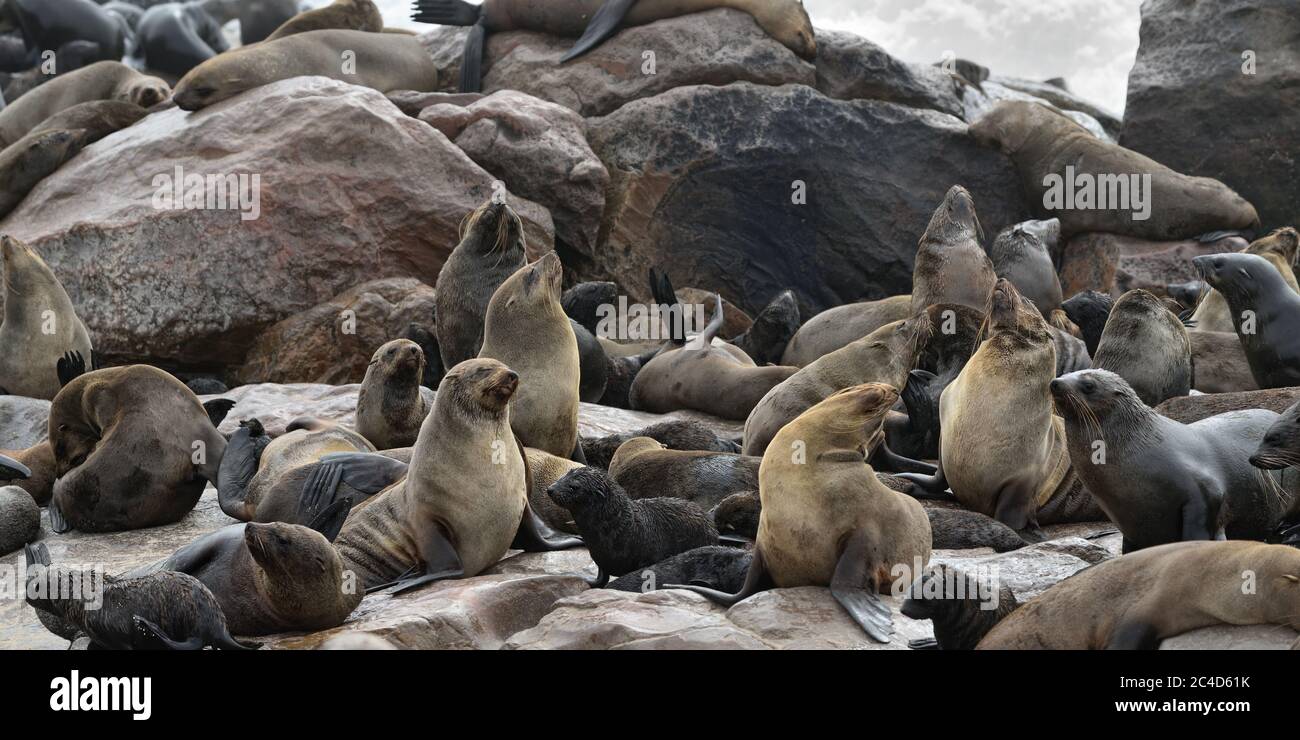 Cape fur seals on the stone coast of Atlantic ocean. Seal colony on the ...