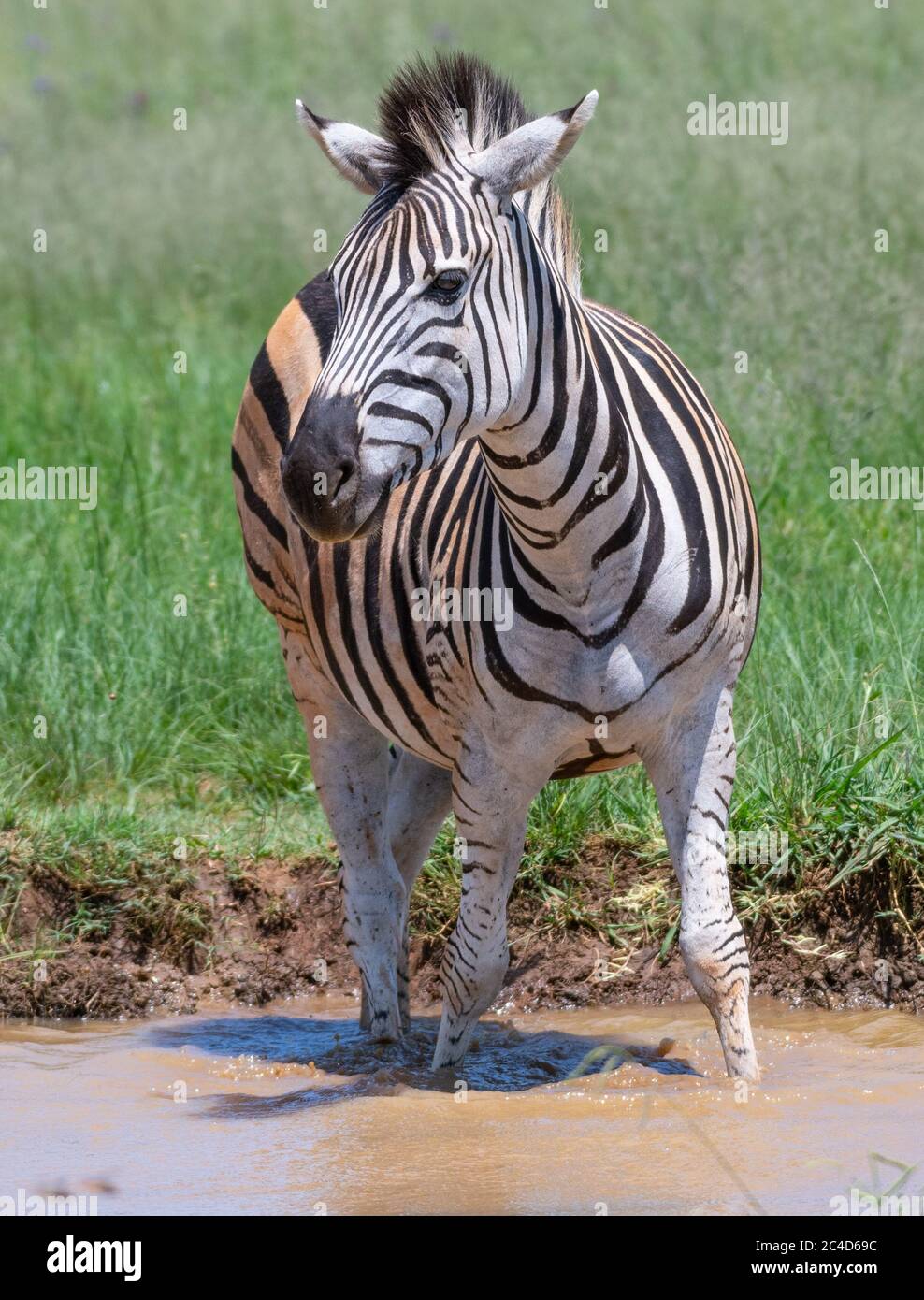 Closeup shot young zebra hi-res stock photography and images - Alamy