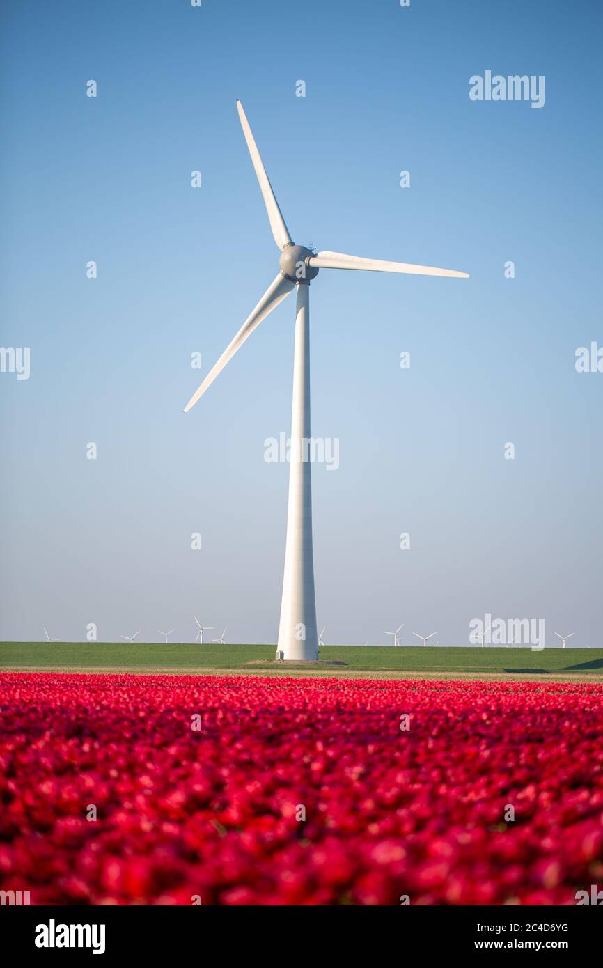 Vertical shot of a field of red tulip flowers with a wind turbine Stock ...